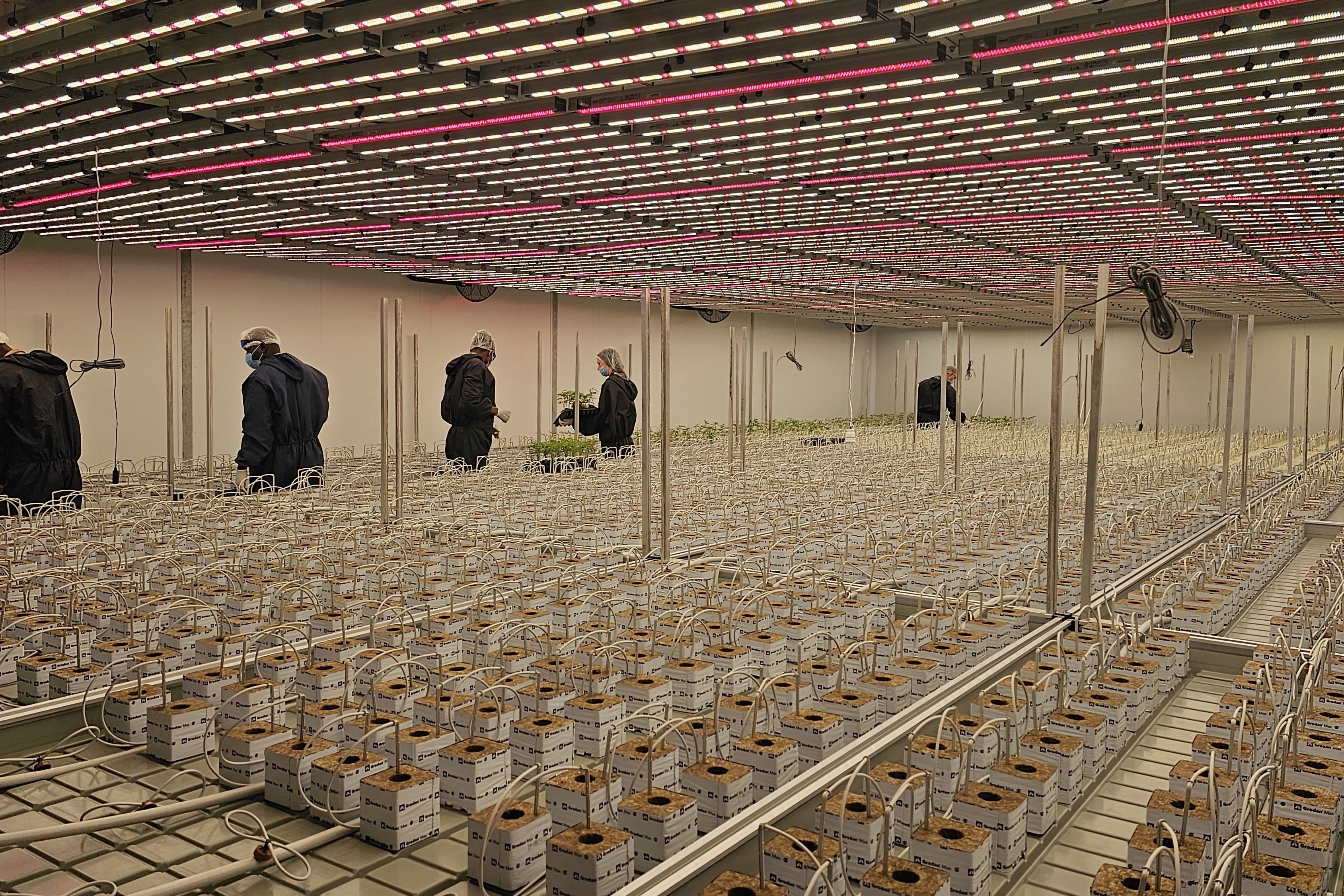 Rolling Tables: Essential Equipment for Cannabis Growers